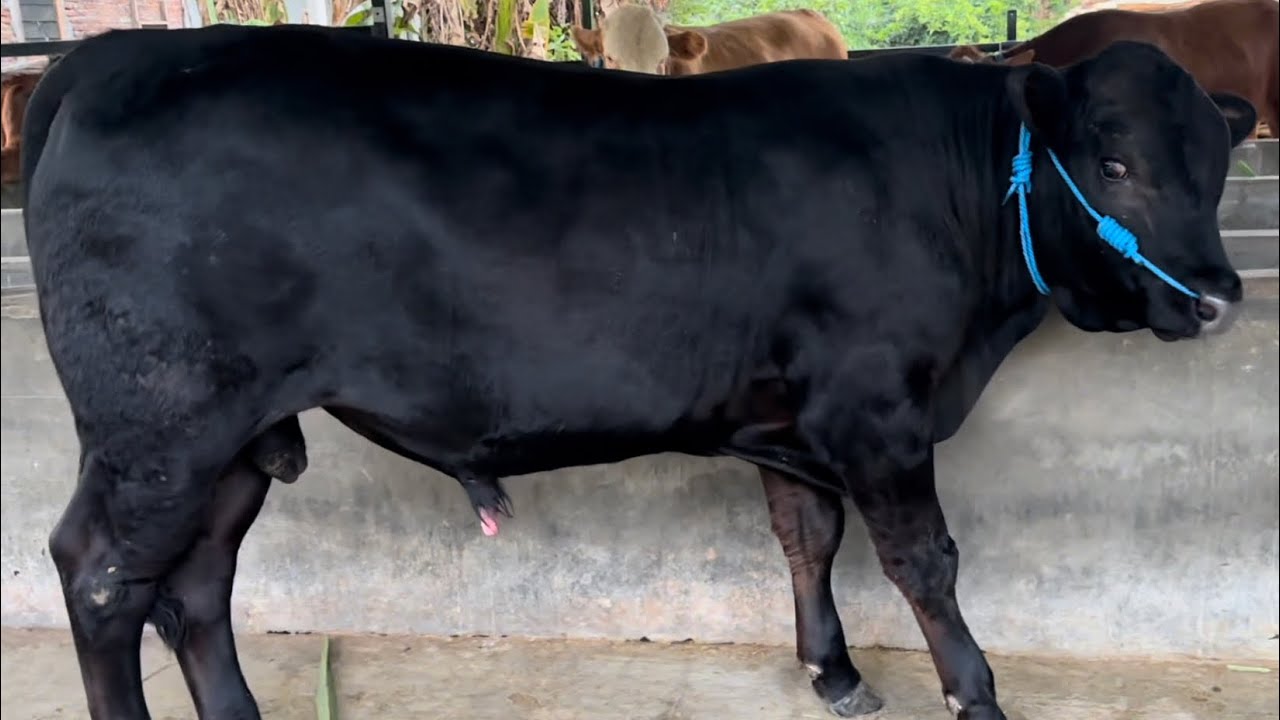 review harga stok terbaru !! ada sapi black angus😍 - YouTube
