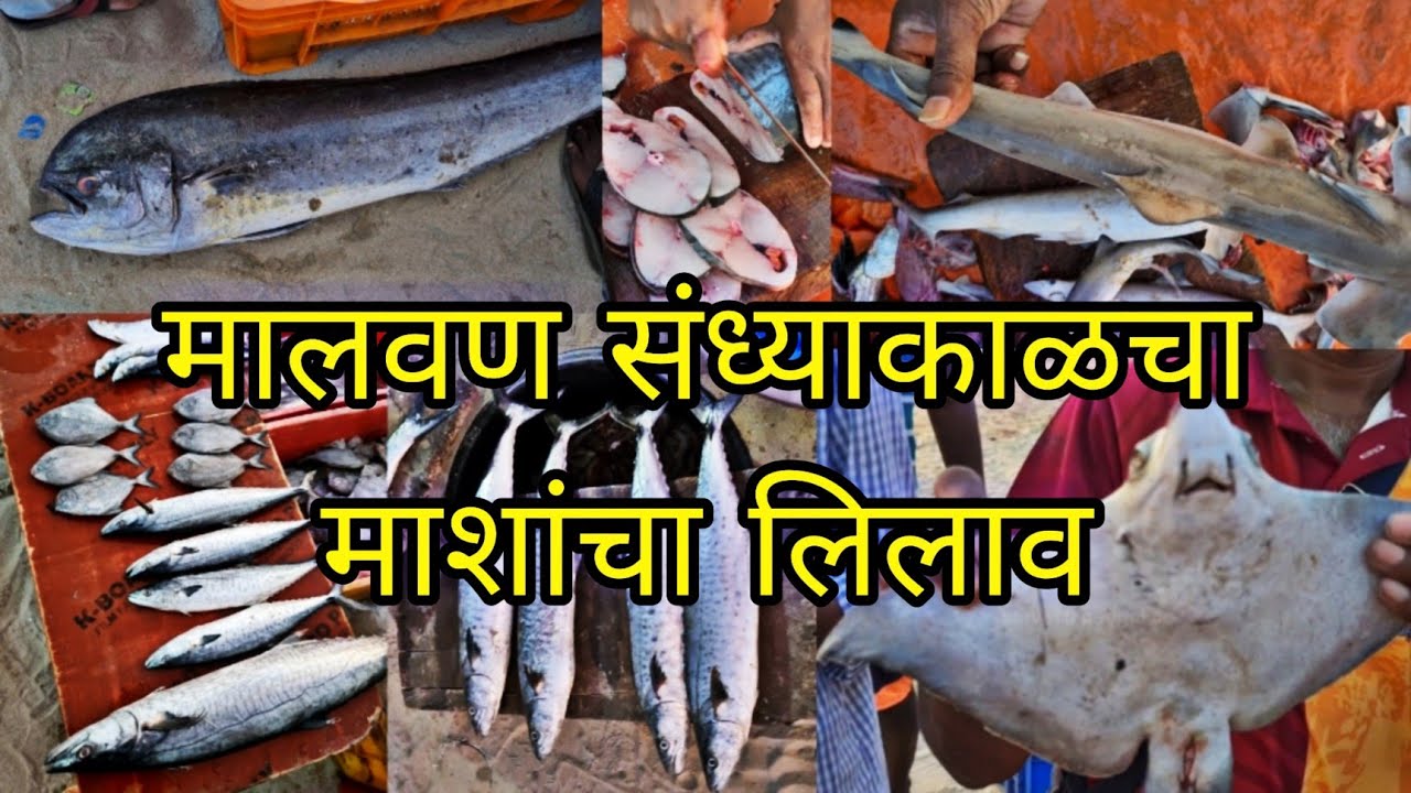 मालवणचा संध्याकाळचा माशांचा लिलाव | Malvan Fish Auction Live #malvan ...