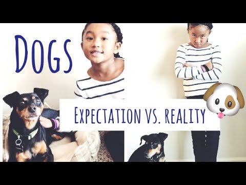Dogs: Expectation vs. Reality - YouTube