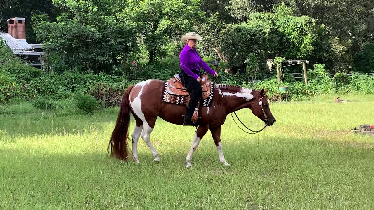 Western Pleasure walk/trot - YouTube