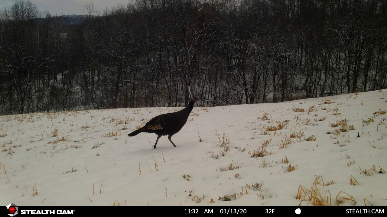 2020 Turkey Hen Cackle and Purr - YouTube