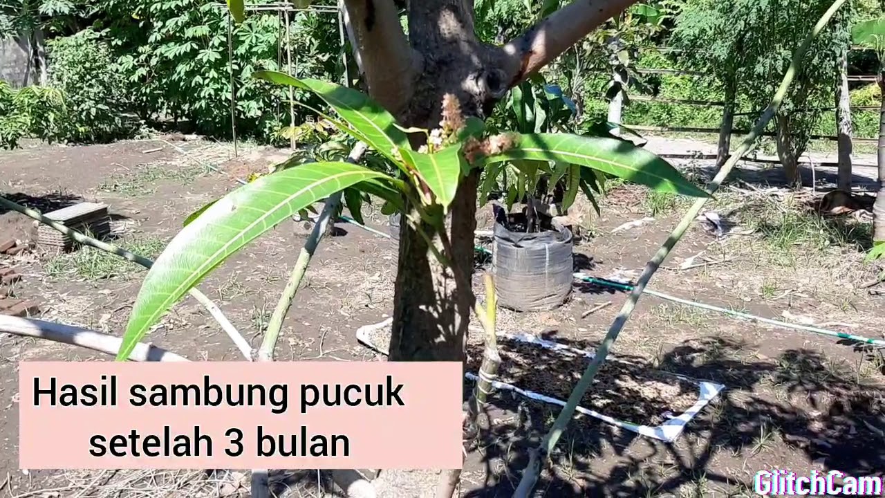 Sambung Pucuk Mangga Setelah 3 Bulan - YouTube