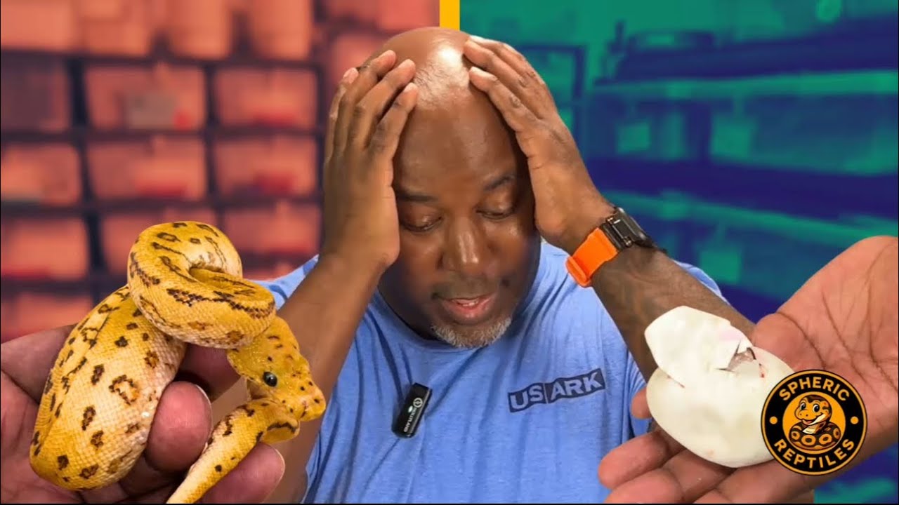 Reptile Keeping vs. Reptile Breeding | Egg Cutting & The Real Costs of Breeding Ball Pythons ...