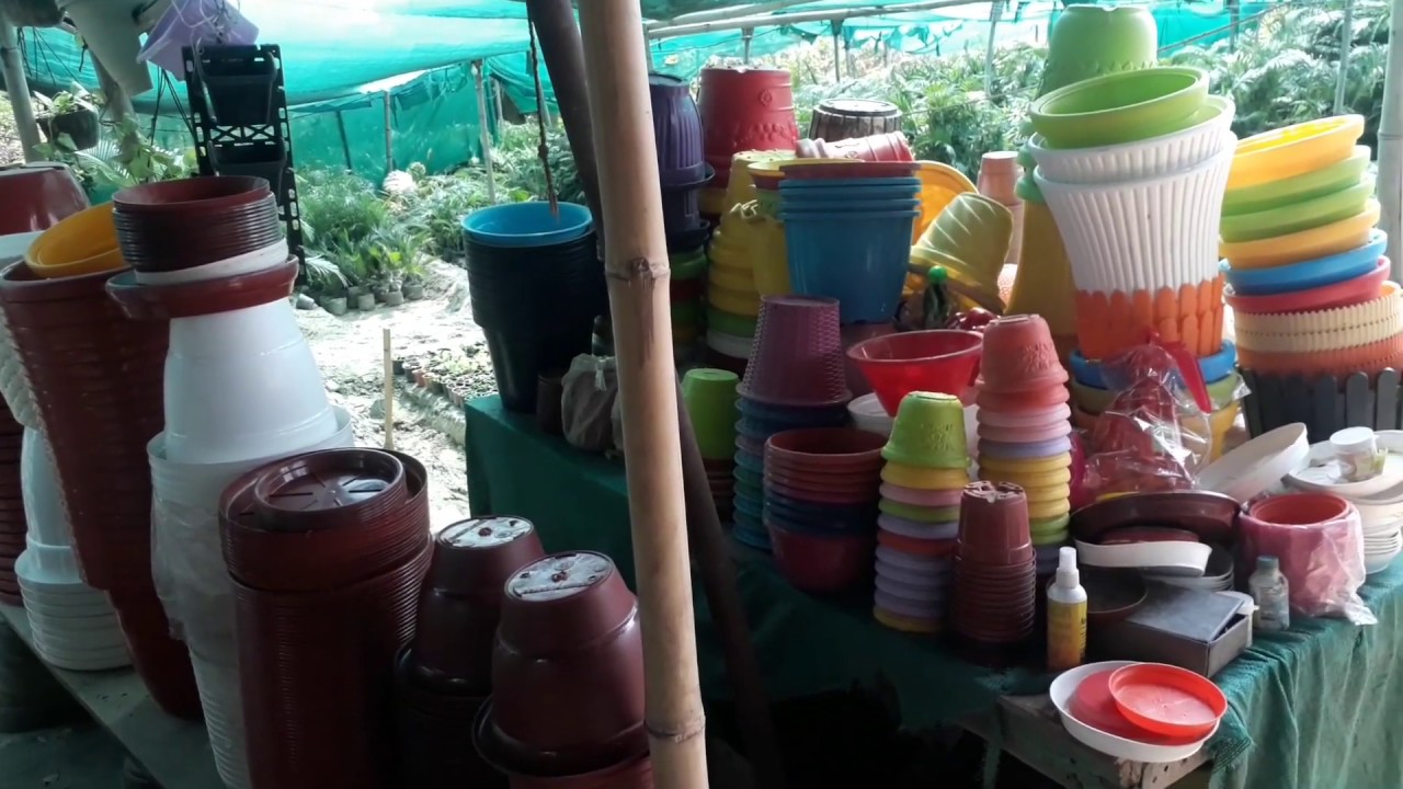 Where to buy beautiful plastic pots || Lord Vishnu Lotos Plants ...