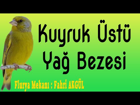 Flurya Mekanı - Kuyruk üstü Yağ Bezesi Hk.da