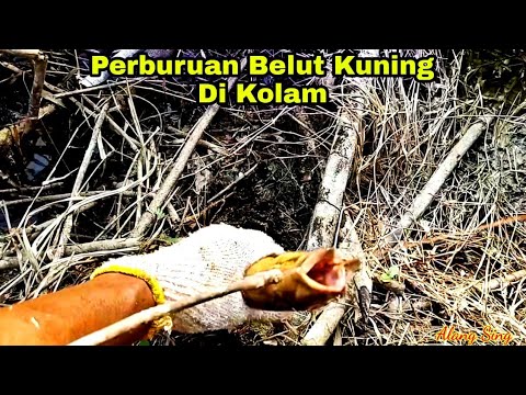 MANCING BELUT BABON KUNING DI KOLAM TUA~PERBURUAN BELUT BELUT KUNING ...