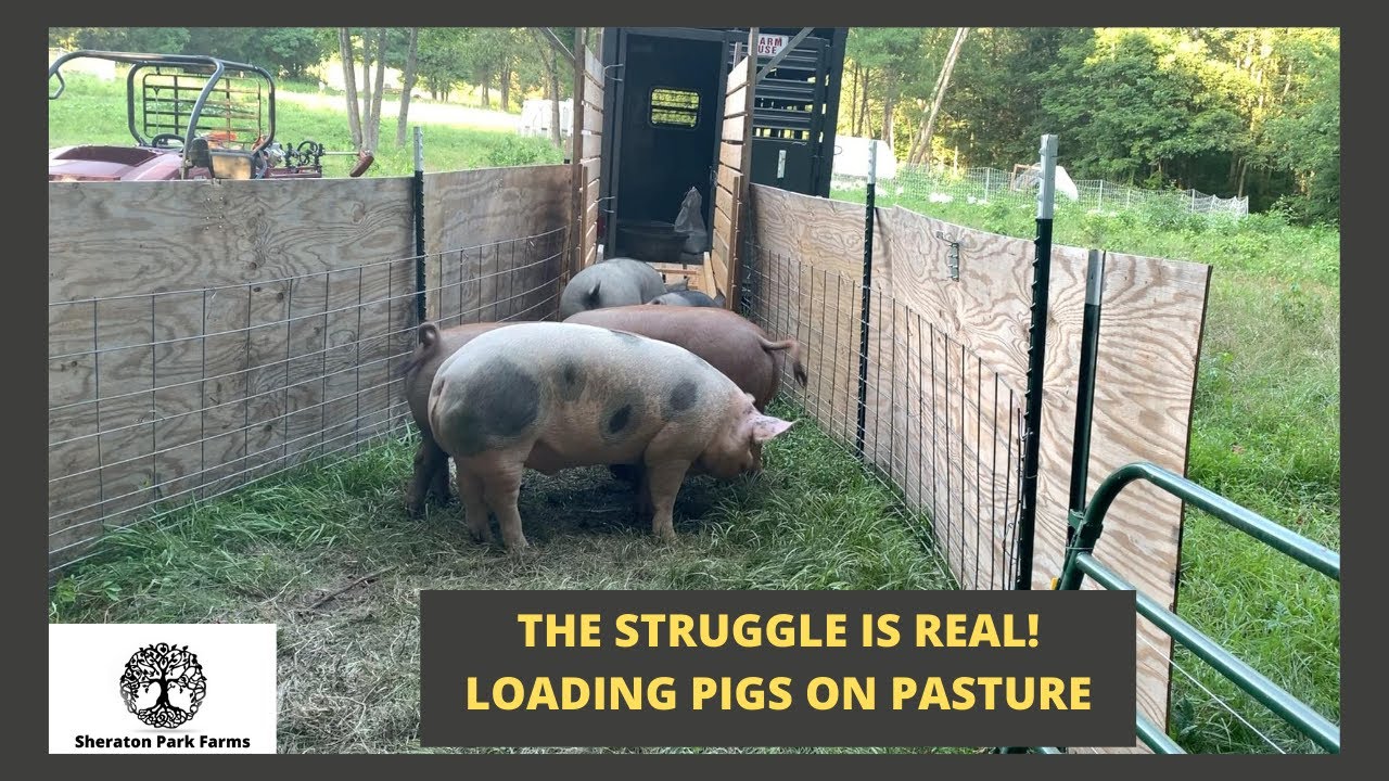 Loading Pigs - Pastured Pork Heading To Processing - YouTube