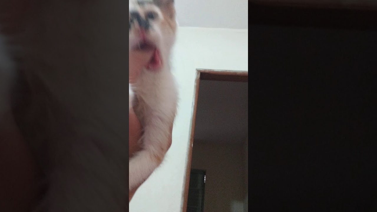 GATO DOIDO DOIDO DOIDO - YouTube