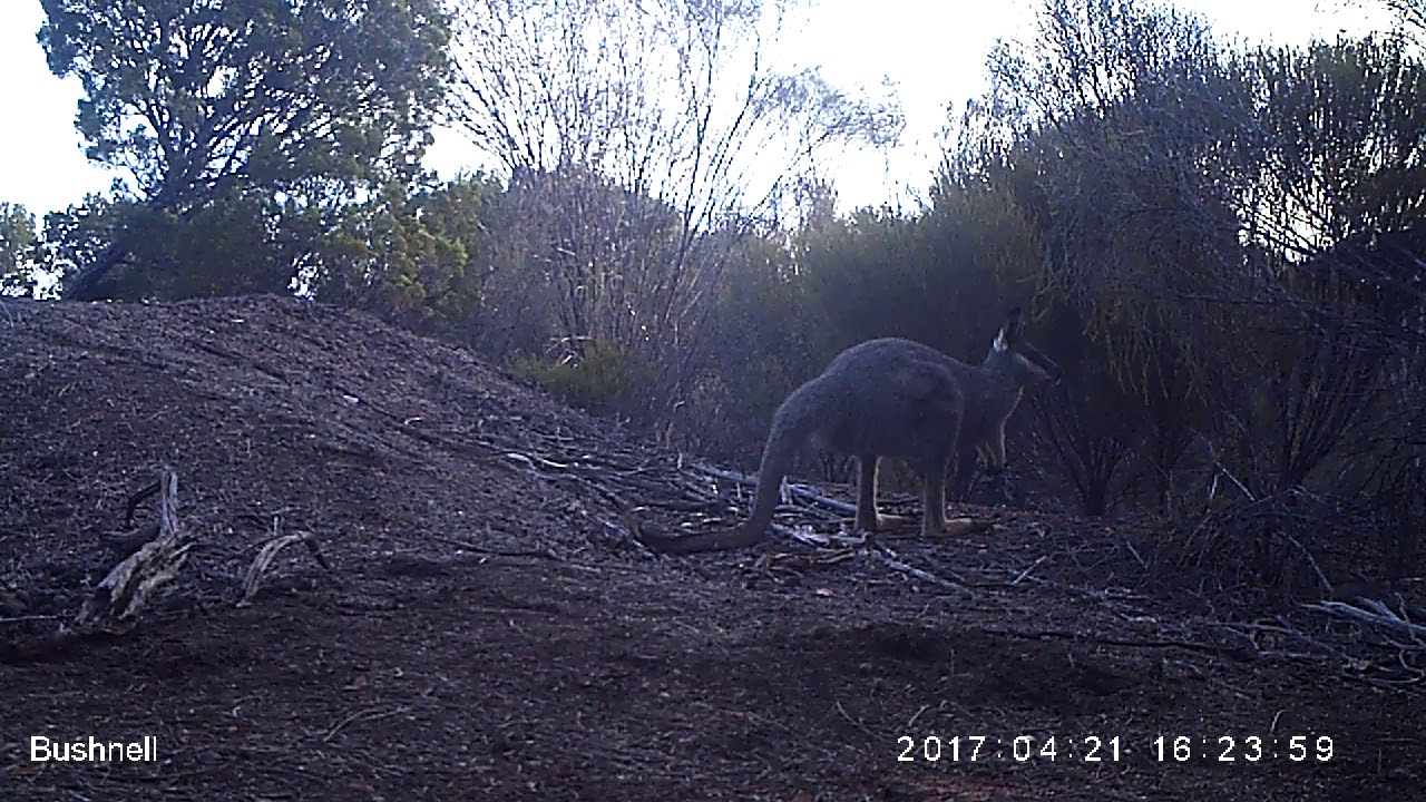 Western Brush Wallaby - YouTube