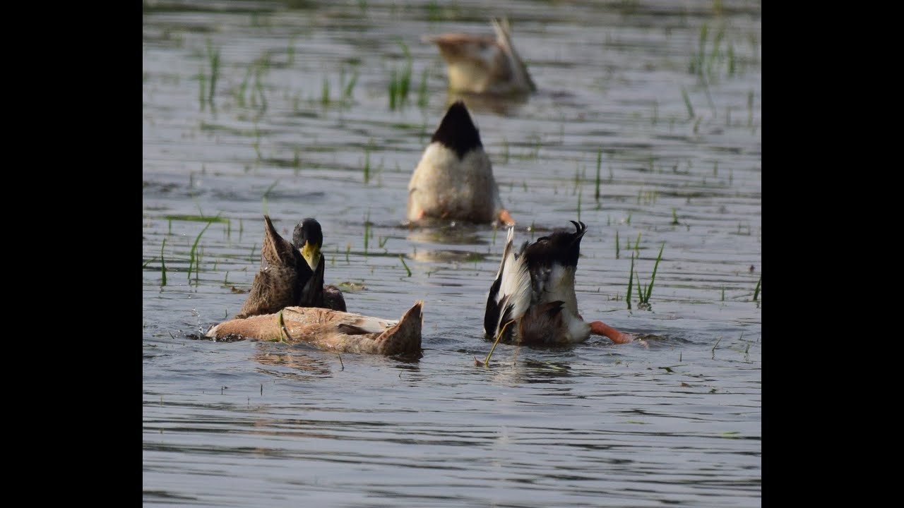 Birds lifestyle: Ducks dunk their heads underwater. lovely birds ...