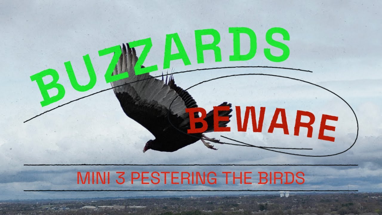 Pestering Buzzards with the Mini 3 Pro and the Goggles Integra - YouTube