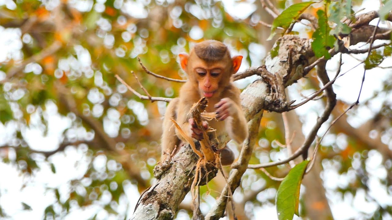 Wow...baby monkey SARO on a tall and beautiful tree with seven colored ...