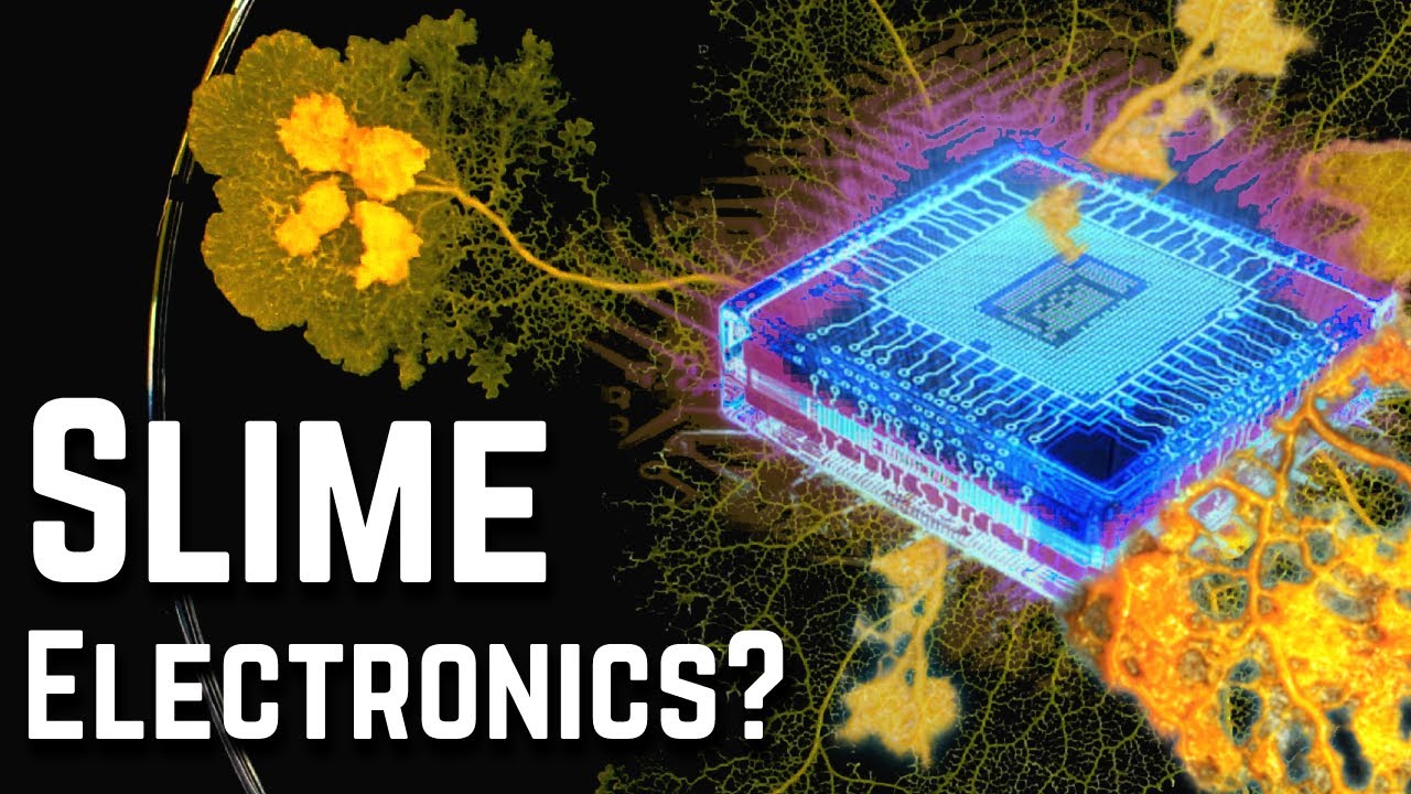 Bio-Computers and Electrical Control of Fungi, Slime, & Plants - YouTube