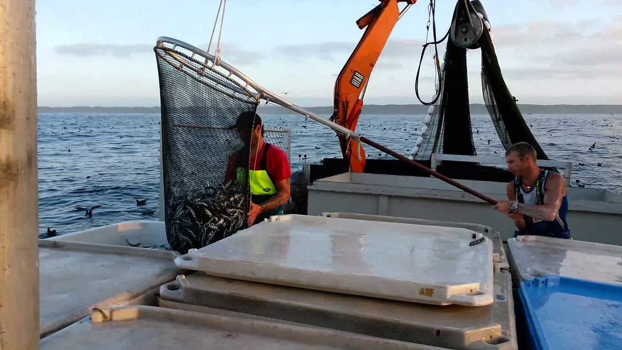 Albany pilchard fishing - YouTube