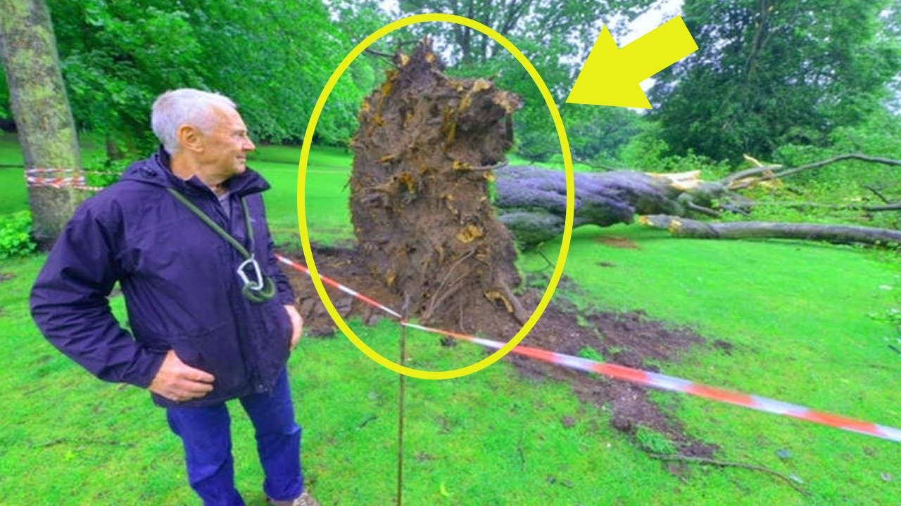 Experts Called Out To Old Tree, Then Take Closer Look At What’s Beneath ...