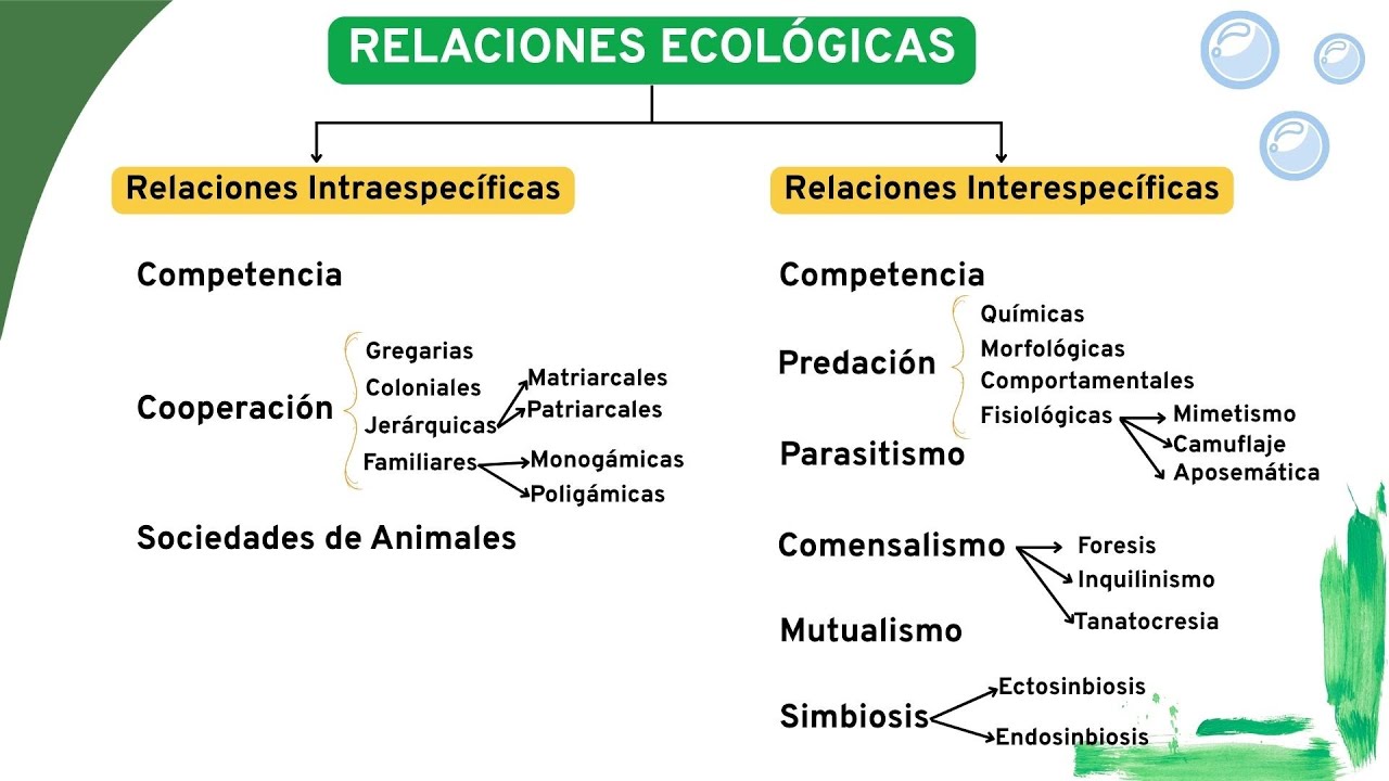 Relaciones Interespecíficas Relaciones Ecológicas - YouTube