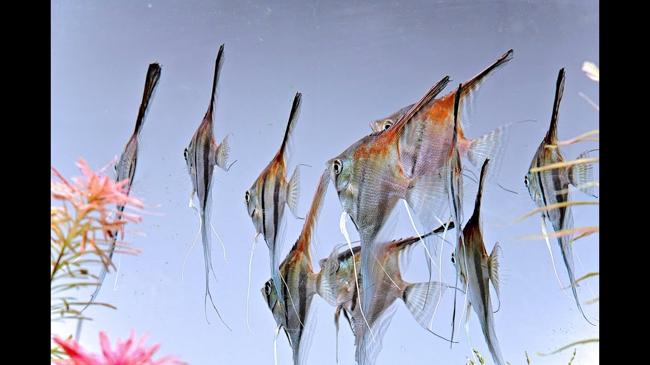 [ 54 Gallon Planted Tank ] Red Shoulder Back Angelfish 4K - YouTube