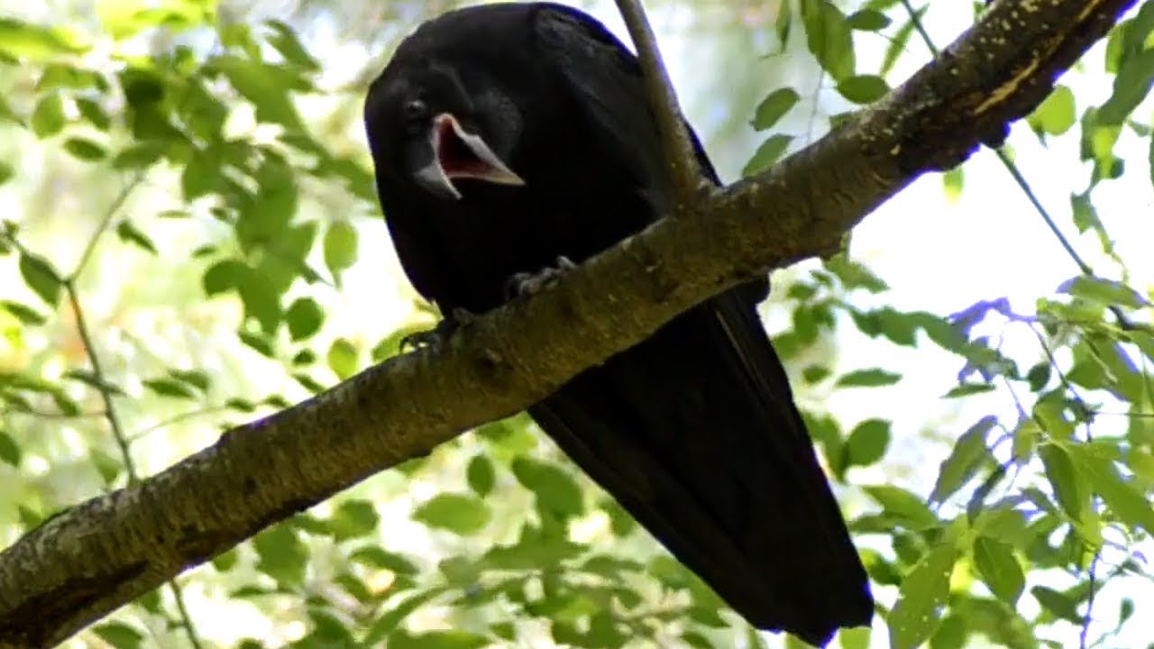 Common Raven Cawing Loud Sounds - YouTube