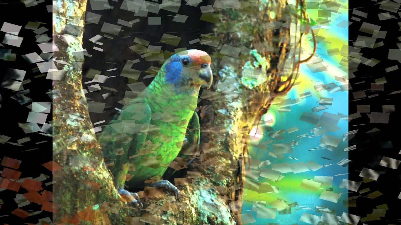 AVES DO RIO GRANDE DO SIL - 2015 - YouTube
