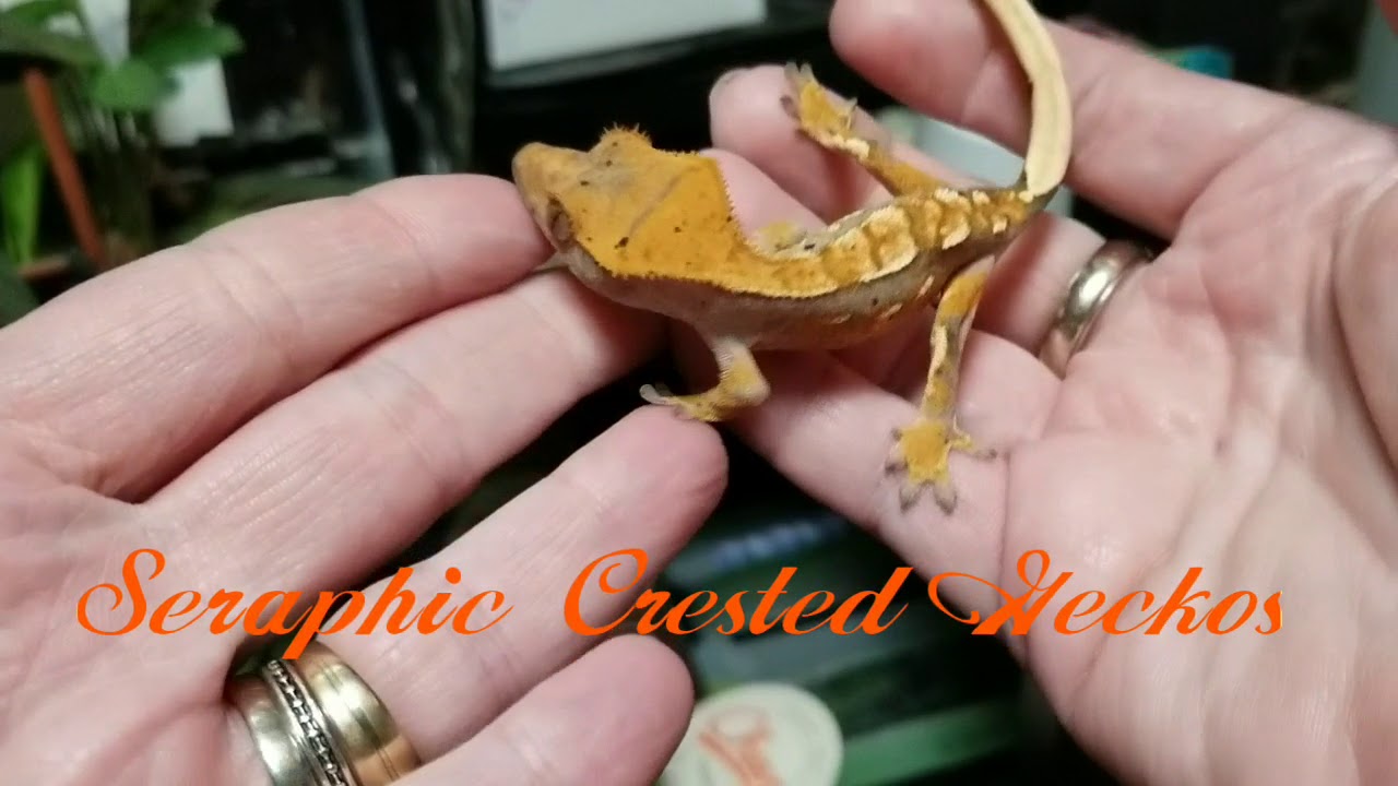 Update on free gecko giveaway!! - YouTube