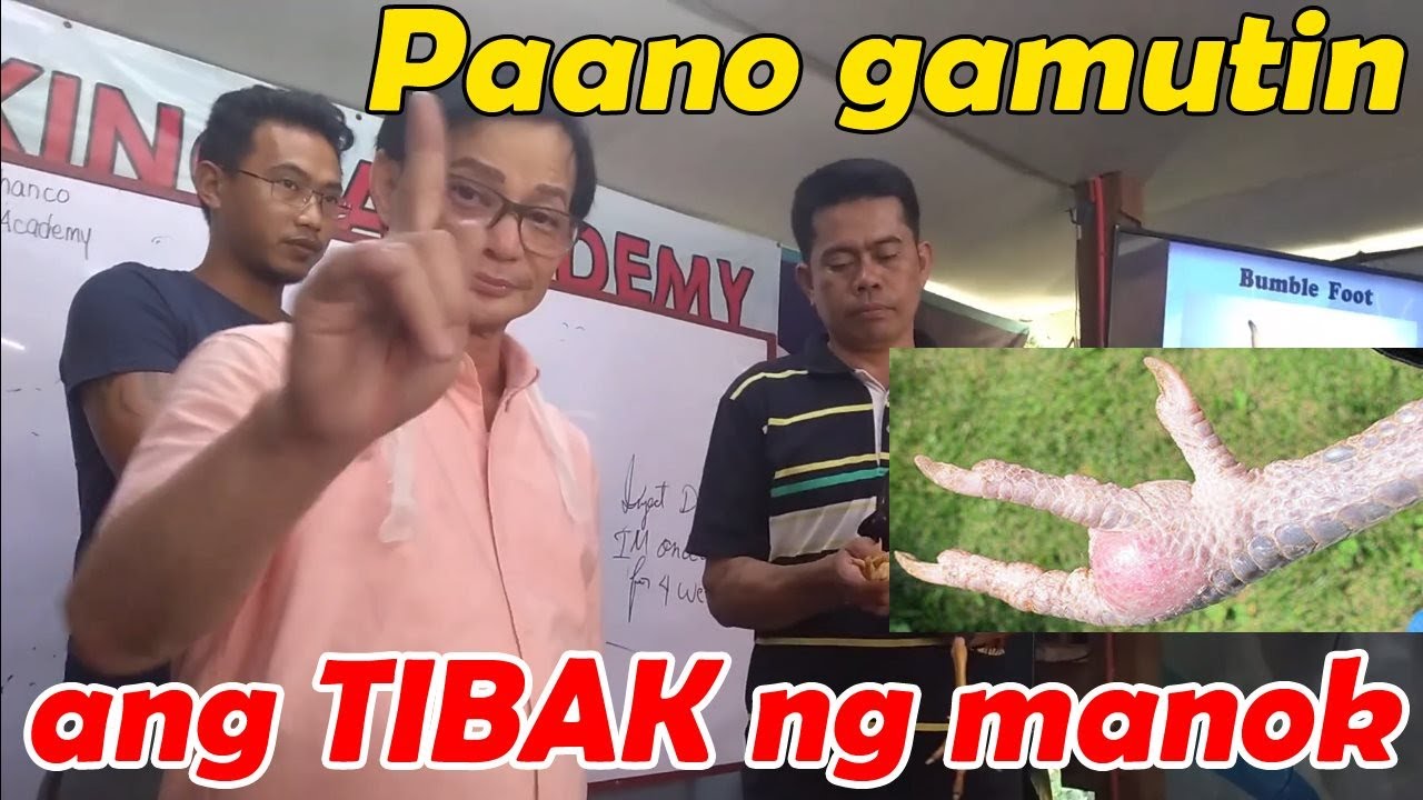 Doc TJT | Paano gamutin ang Tibak o Bumble Foot ng Manok - YouTube