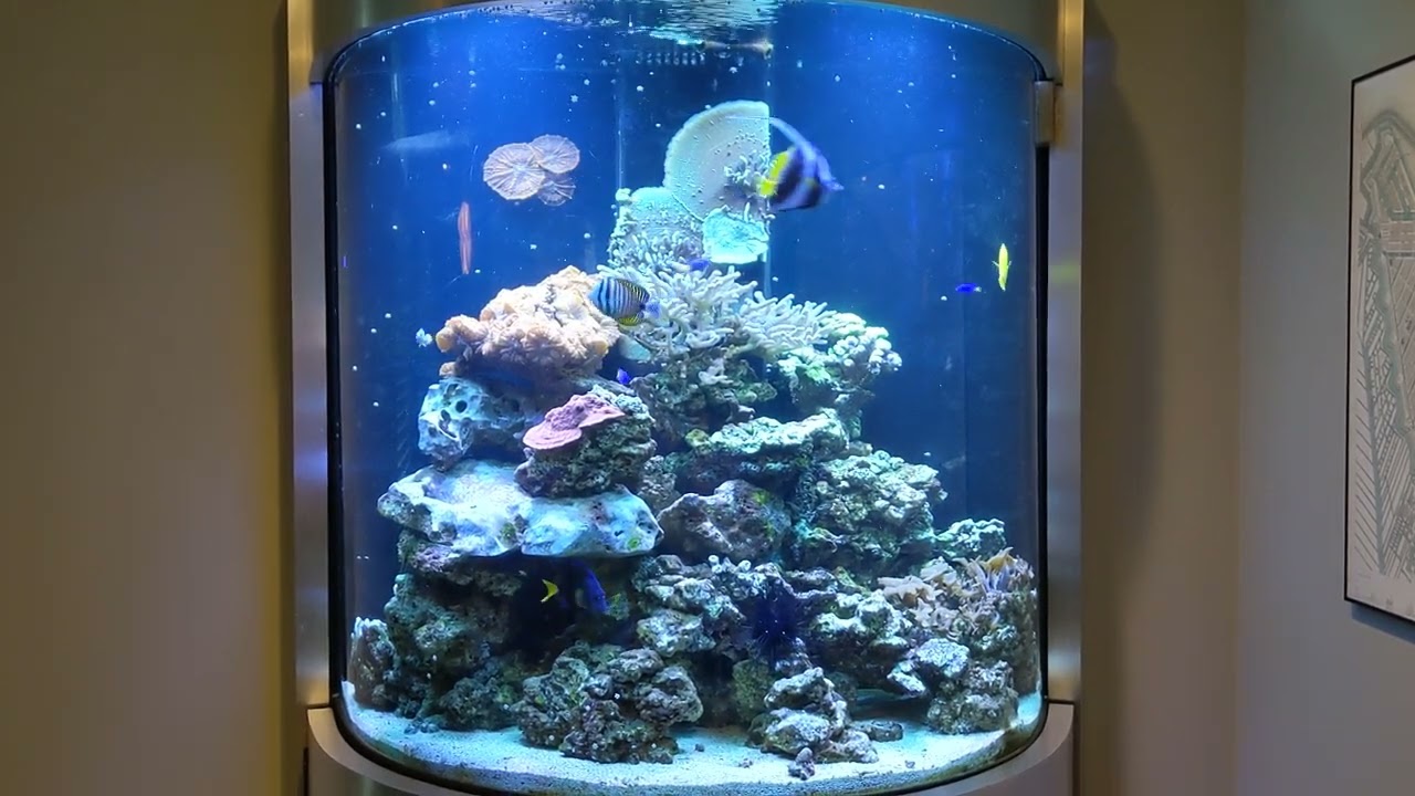200 Gallon Half Cylinder Reef System - YouTube