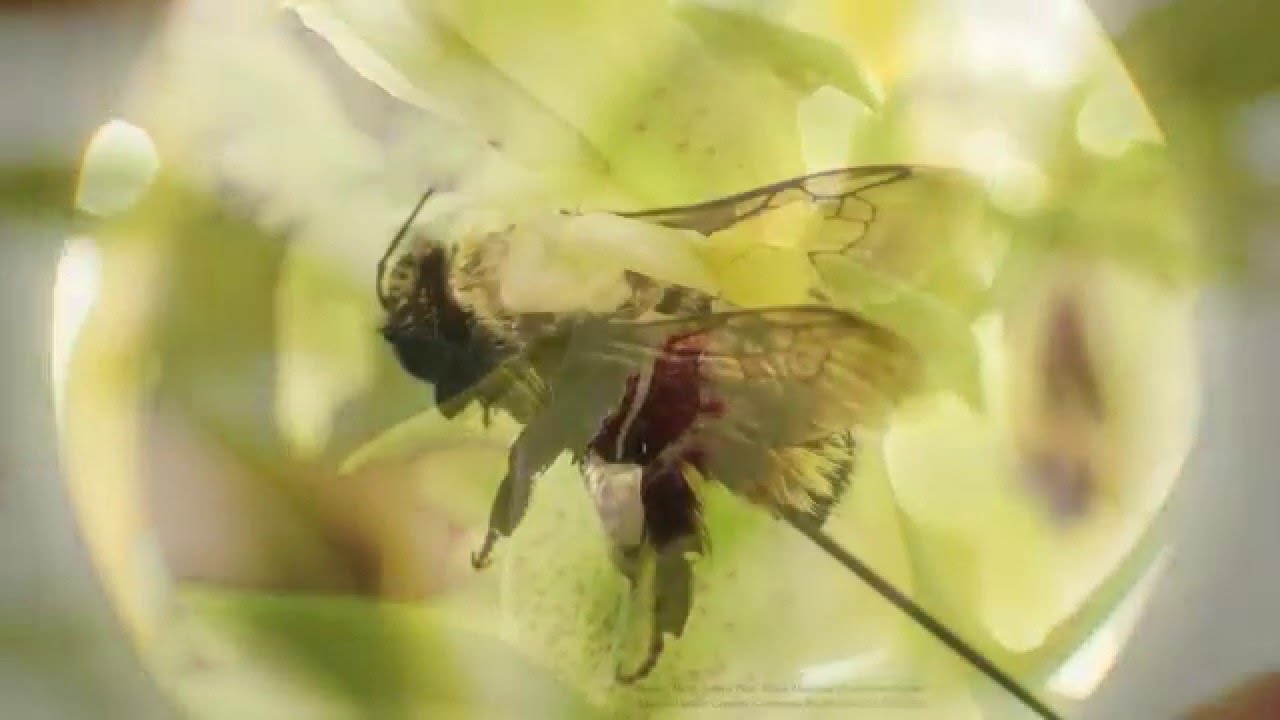 Amazing trigger mechanism of an orchid - YouTube