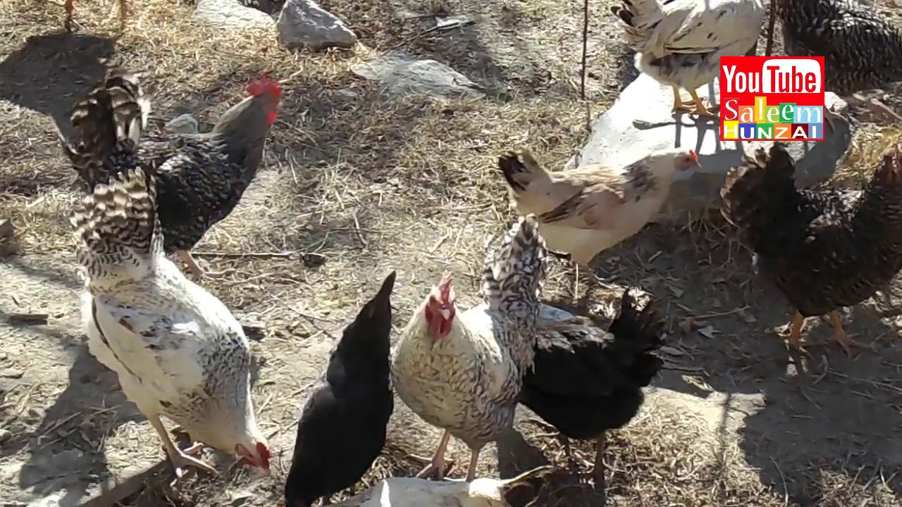 CHICKEN SOUNDS || Hen Sound Effect - YouTube