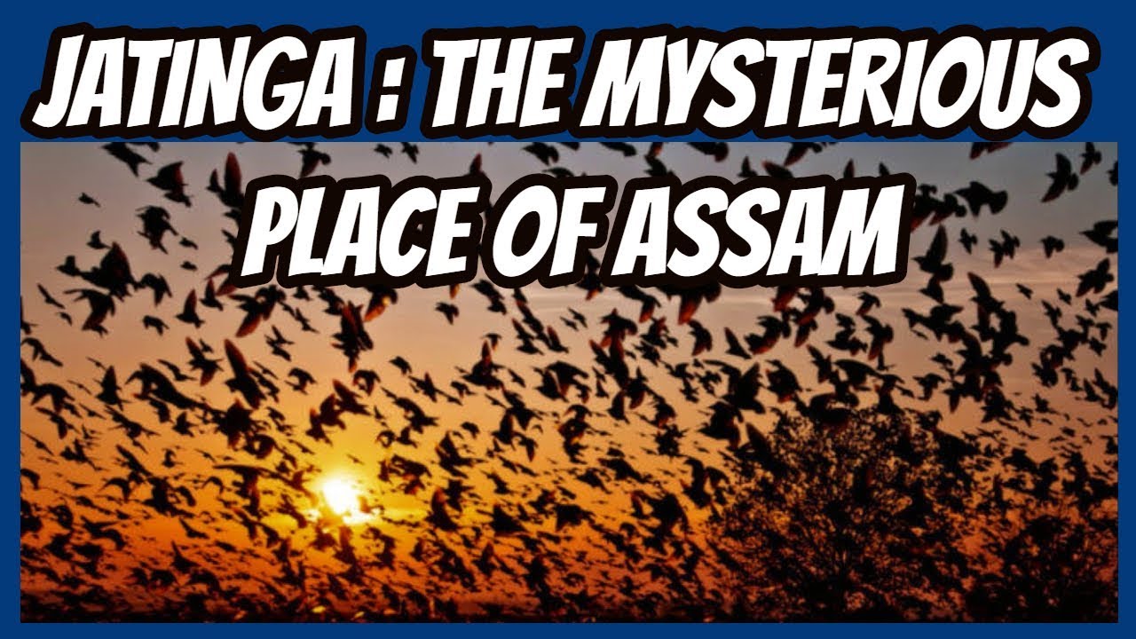 MYSTERIOUS PLACE OF ASSAM | JATINGA | BIRD MYSTERY - YouTube