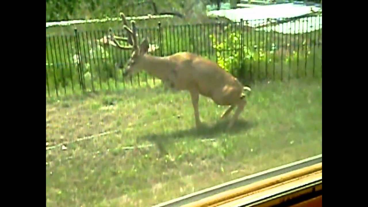 Deer toilet - YouTube