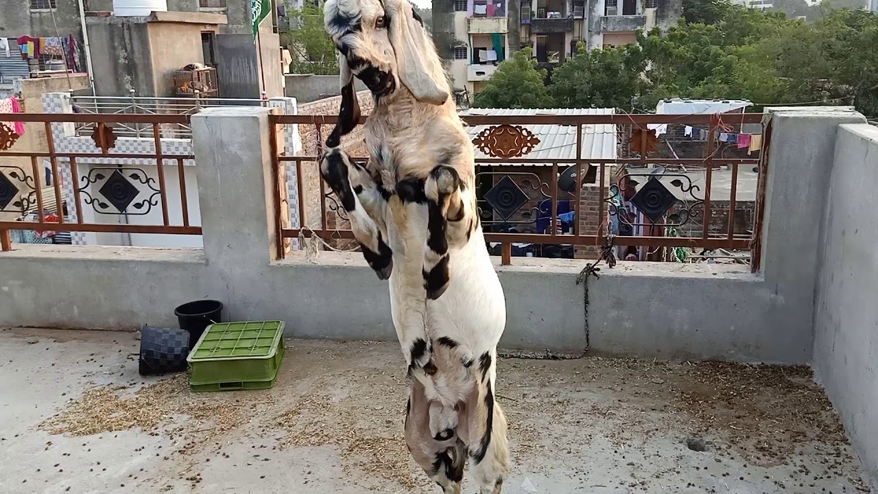 Tota pari goat top quality adunt dubble haddi mewati Bakra Kota ...