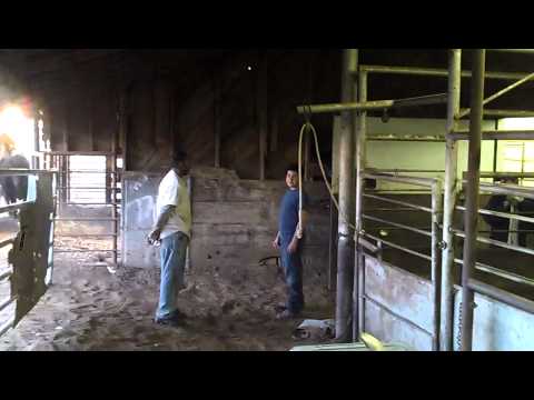 Sale barn fight - YouTube