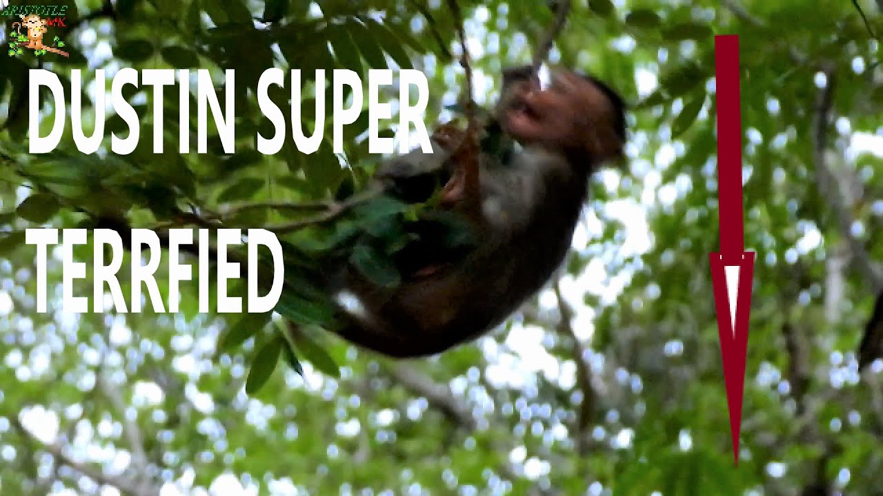 HEART SAD SAW BABY DUSTIN CRY CRY FOR HELP ON TOP BRAND TREE NEARLY ...