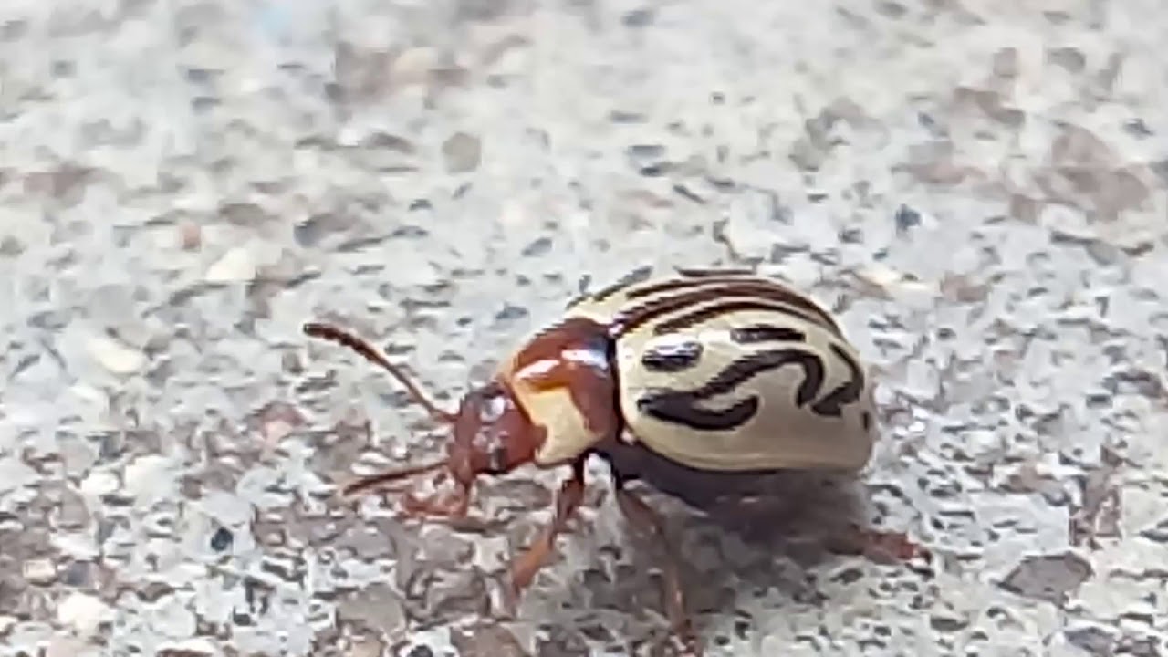 Nice mini Beetle try to fast walk - Domestic Discovery - YouTube