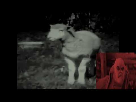 Demon Baby Goat, Demonic Goat Face Born In Argentina July 2017 - YouTube