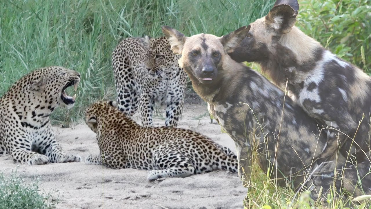 WILD DOGS Mating and a LEOPARD Family Reunion - YouTube