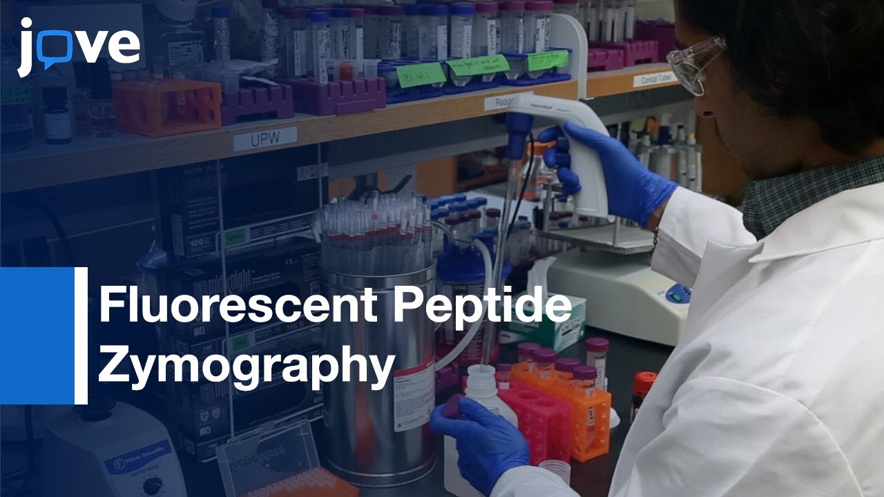Fluorescent Peptide Zymography to Detect Protease Activity | Protocol ...