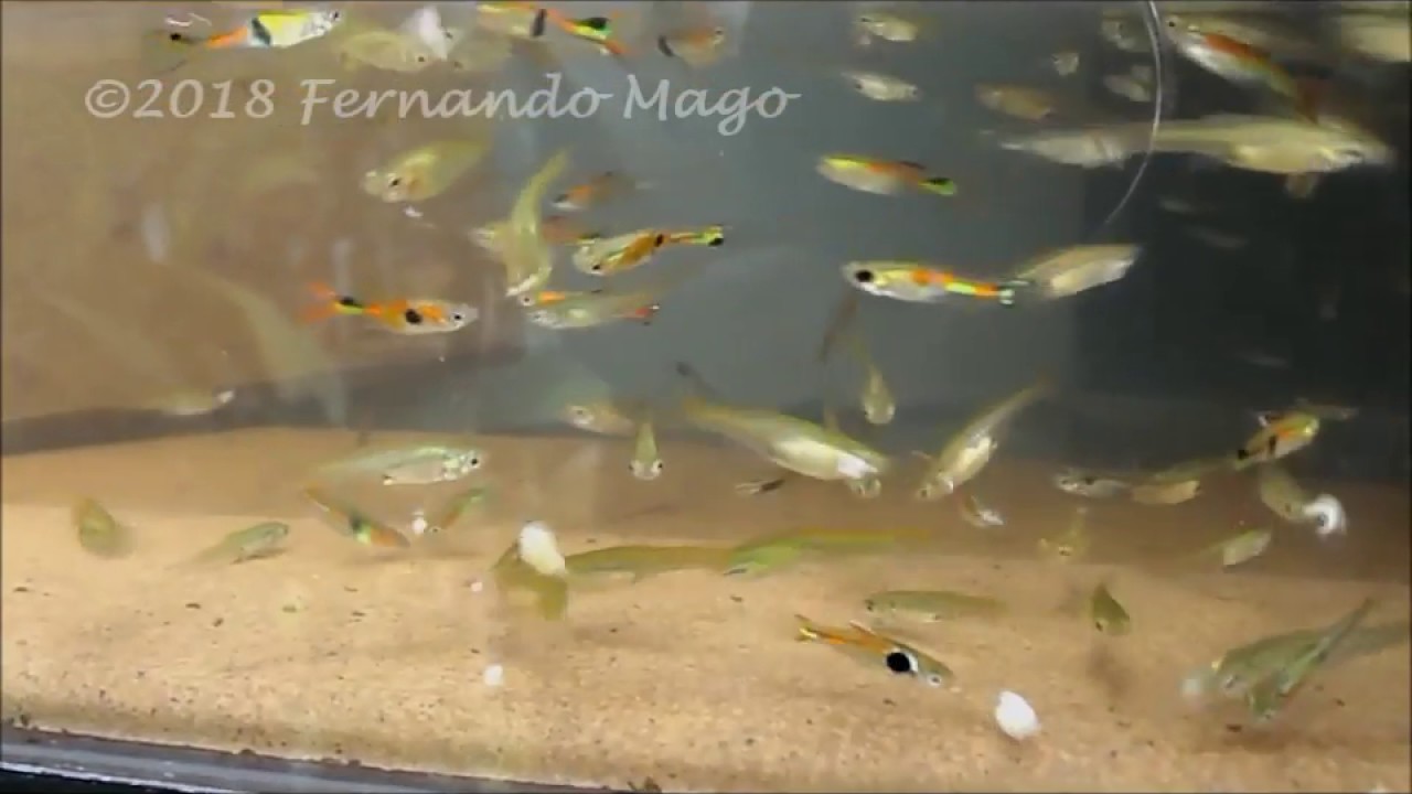 Wild endler Caught in Cumaná Venezuela (poecilia wingei o natural ...