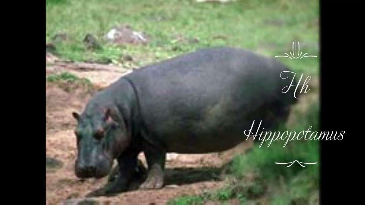 ABC'S AT THE ZOO PART 2 - YouTube