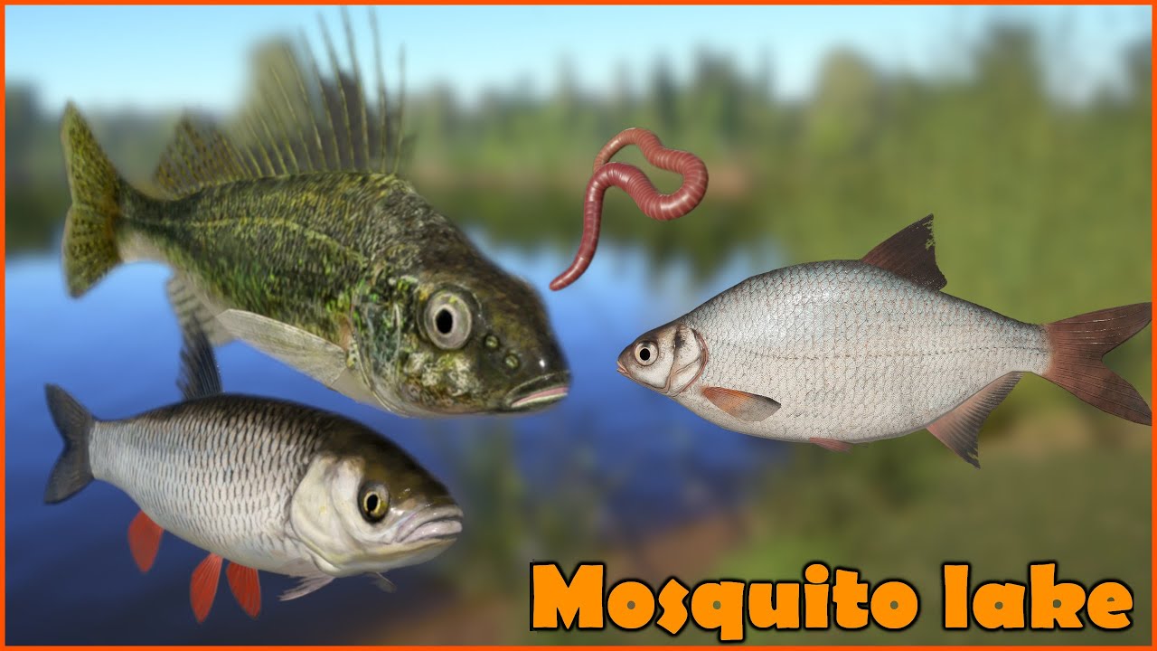 Mosquito lake - Komarówka | jazgarz ruffe white bream chub | Russian ...