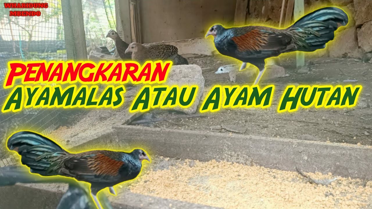 Penangkaran Ayam Hutan Ayamalas atau Ayam Hijau - YouTube