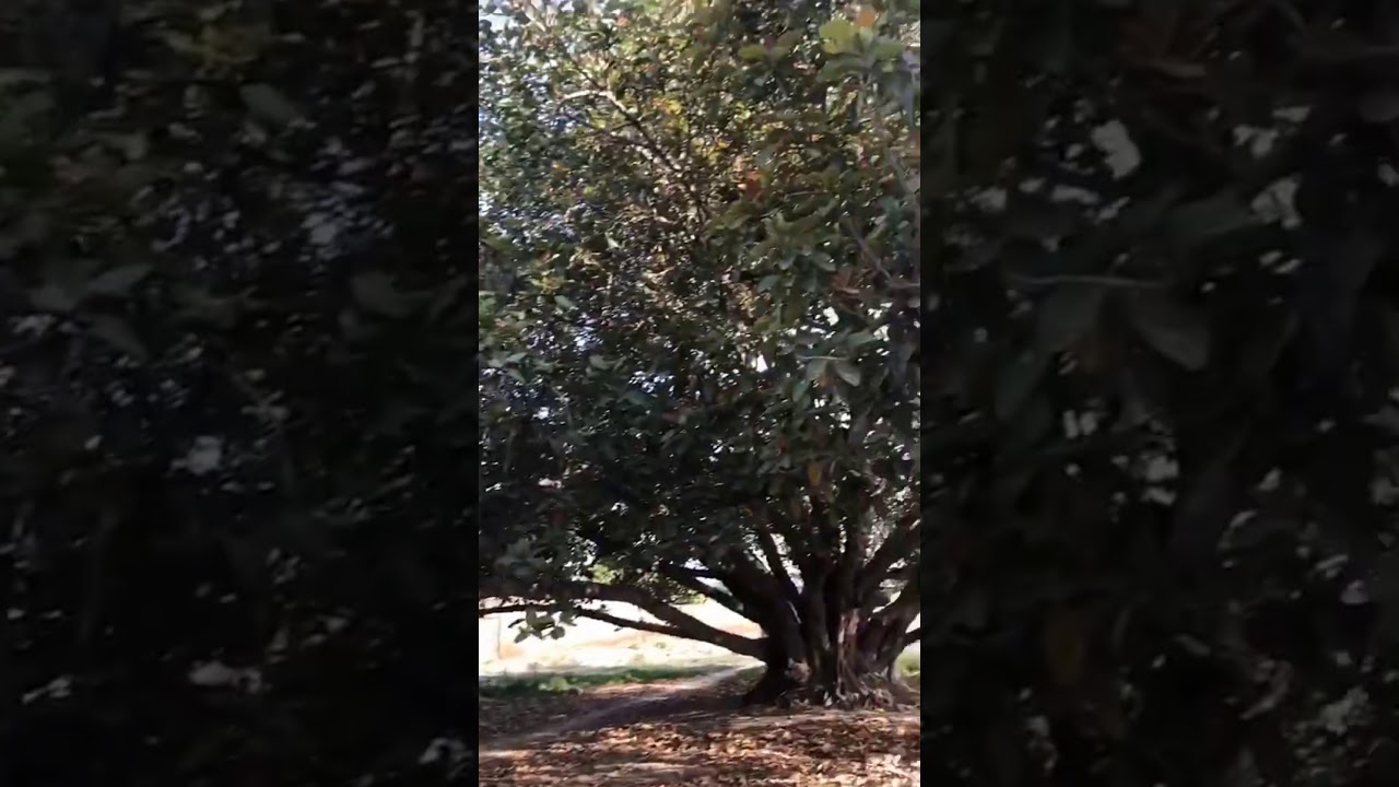 150 years Old Bohar Tree - YouTube