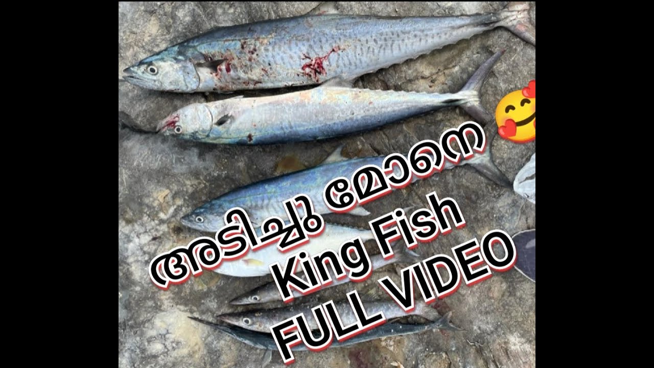 King Fish വേട്ട തുടങ്ങി .. Watch Full Video # How to Catch King Fish ...