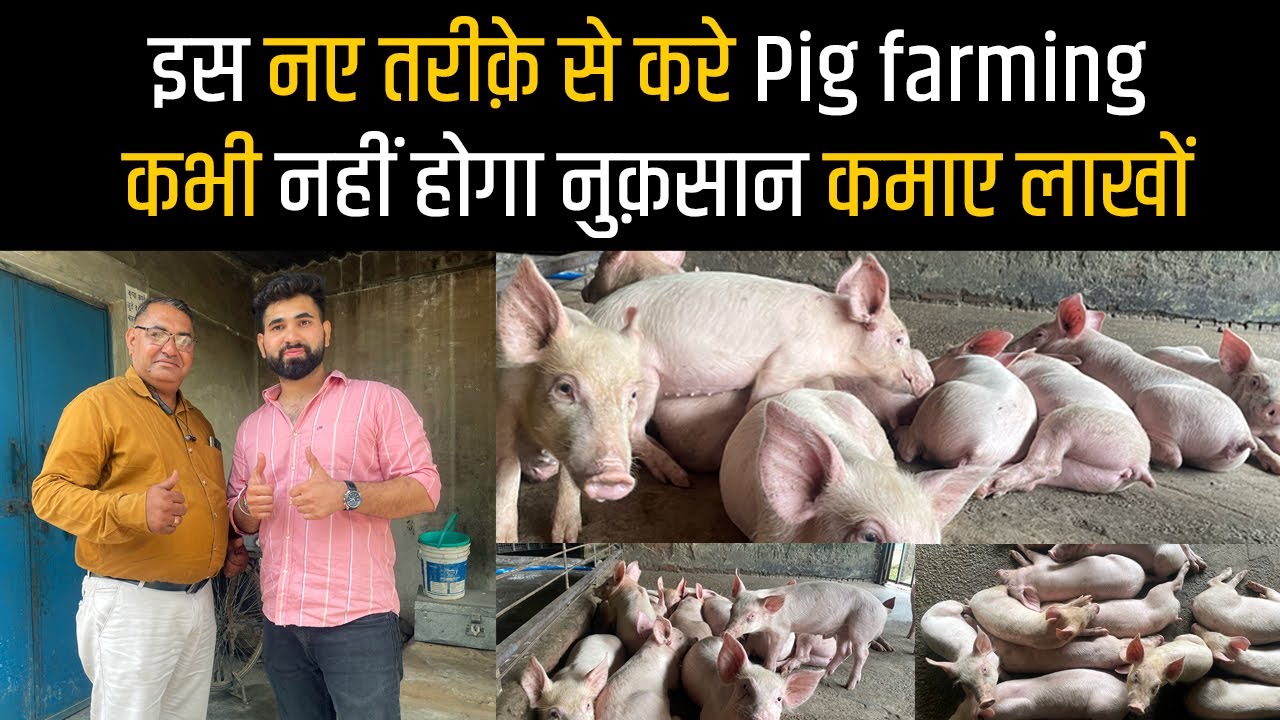Pig Farming in India | Pig Farm | Sukar palan | सुअर पालन | pig farm ...