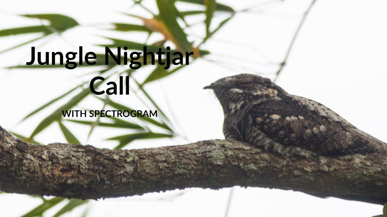 Jungle Nightjar Calling | With Spectrogram | Bird Song 80 | Type 5 ...