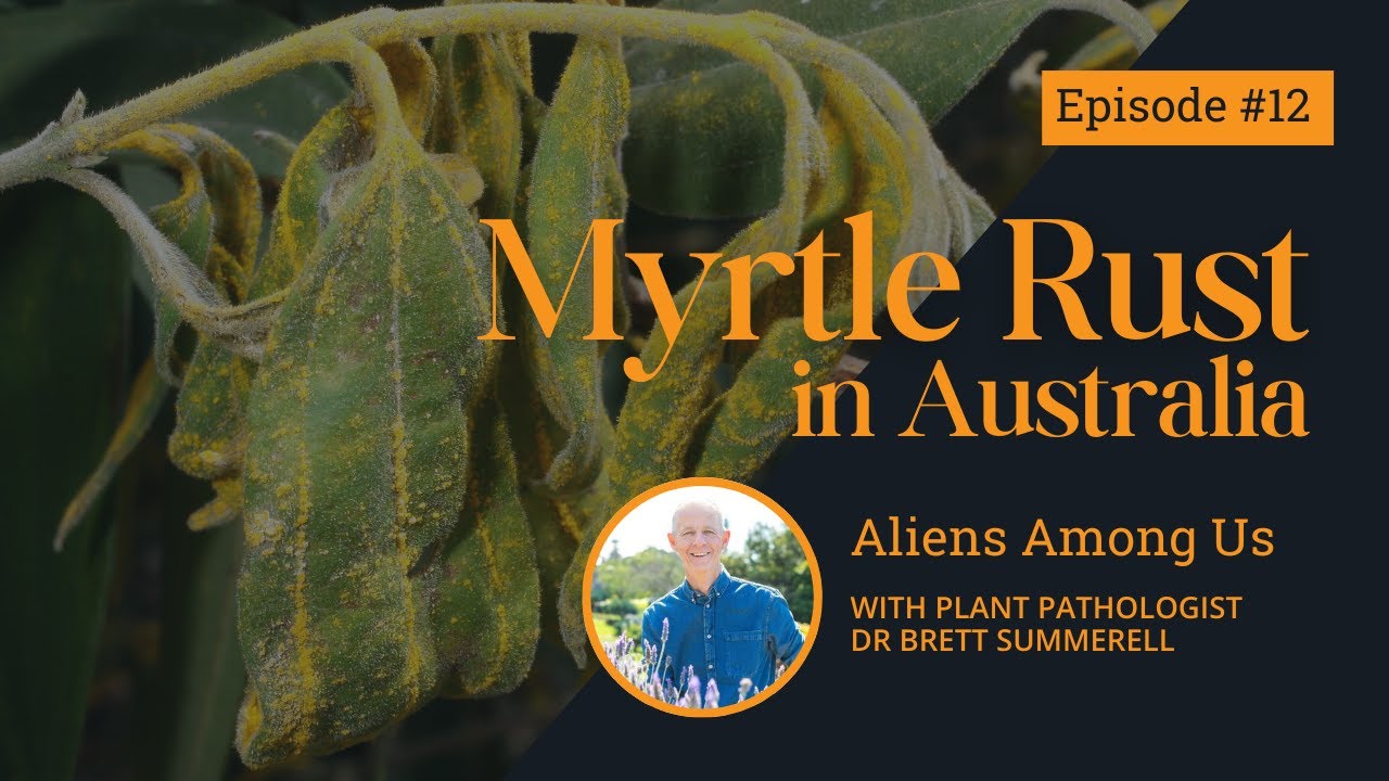 Aliens Among Us: Episode 12: Myrtle Rust in Australia - YouTube