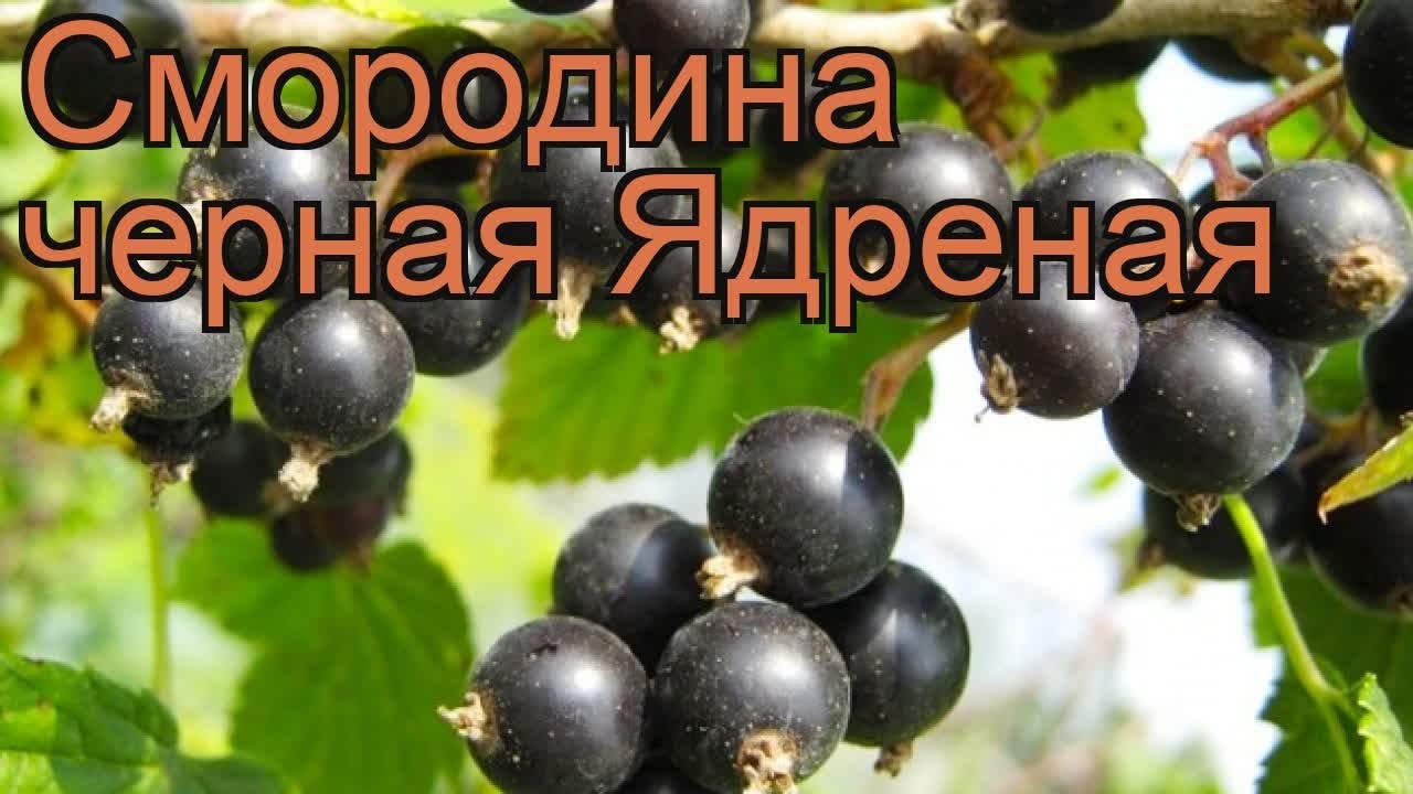 Смородина черная Ядреная (ribes nigrum iadrenaia) 🌿 обзор: как сажать ...