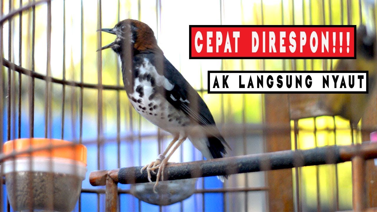 MASTERAN SUARA BURUNG ANIS KEMBANG GACOR NGEPLONG UNTUK PANCINGAN ANIS KEMBANG BIAR BUNYI - YouTube