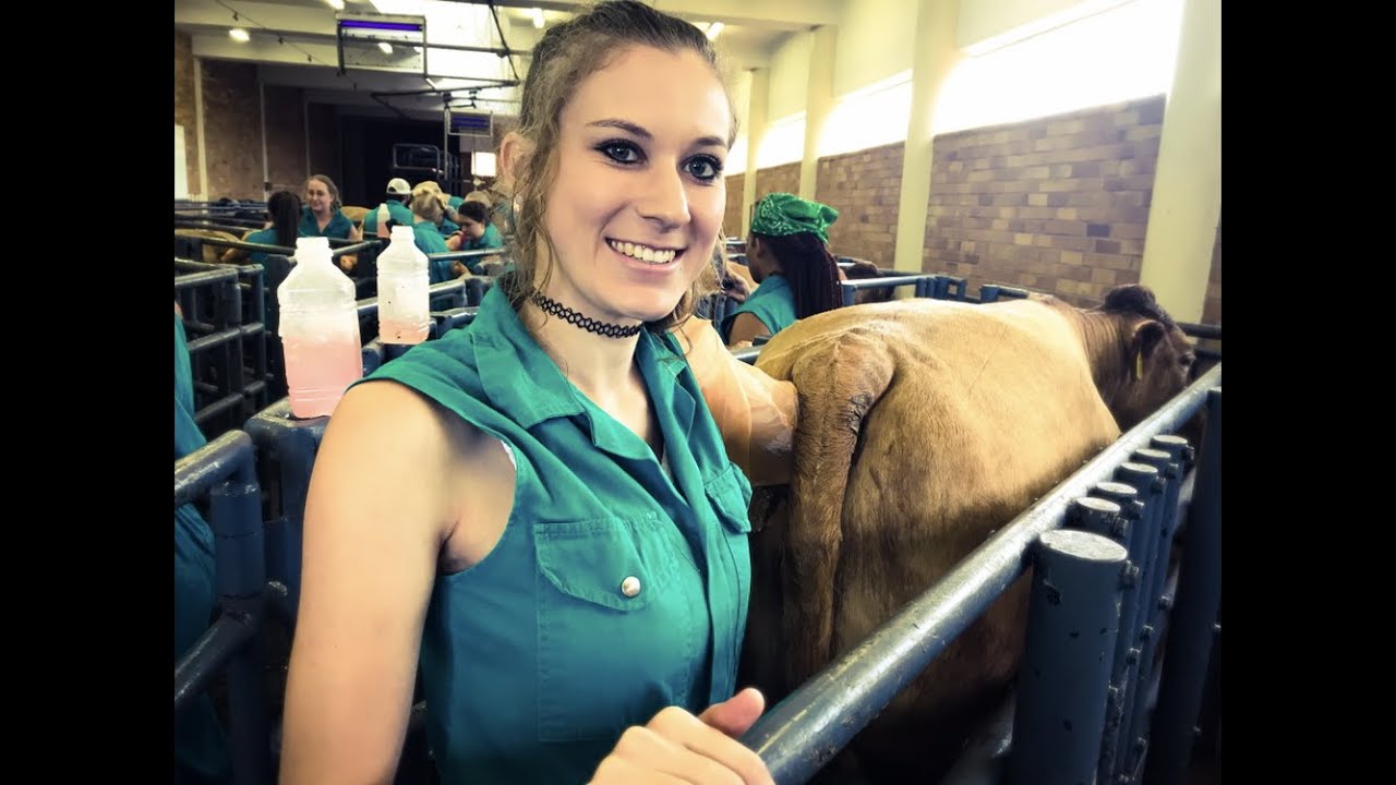 ANTE- MORTEM inspections in an abattoir - YouTube