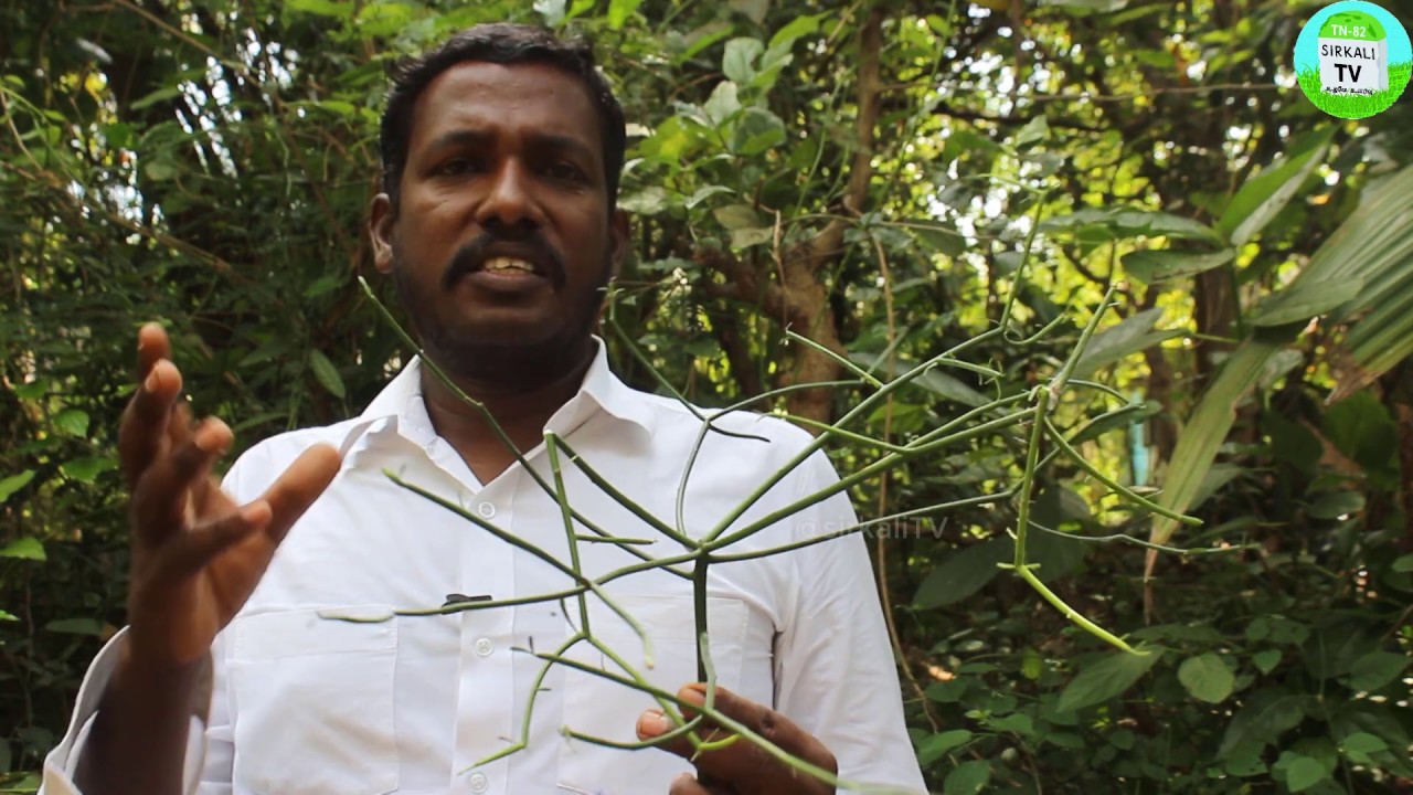 வீட்டு வாசல்முன் இருக்கும் கொடி கள்ளி இவ்வளவு சக்தி இருக்கா? மூலிகை ...